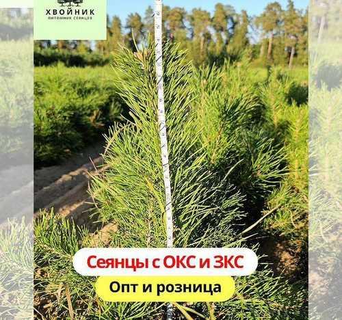 Ель Европейская окс Обыкновенная Picea abies