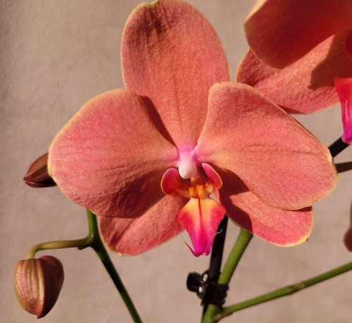 Орхидея Папайя