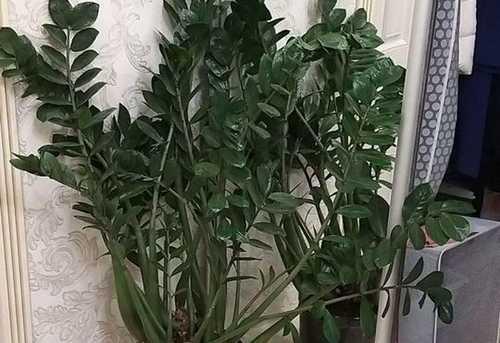 Замиокулькас (долоровое дерево)