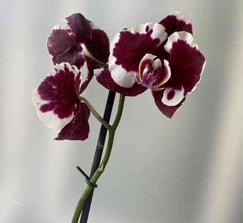 Орхидея фаленопсис black magic