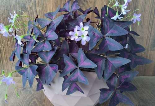 Кислица оксалис треугольная фиолетовая
