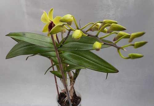Орхидея дендрофаленопсис Банана Шоколад