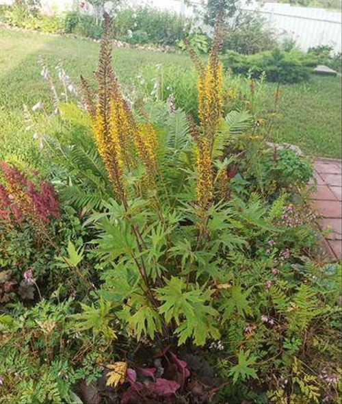 Ирисы и другие растения для сада