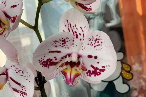 Орхидея hot spring