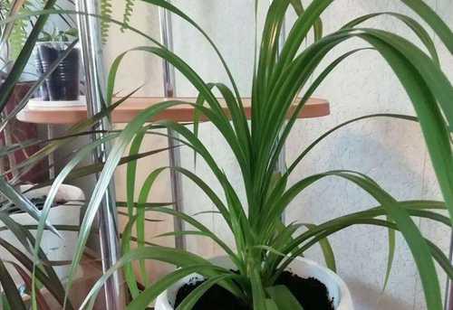 Комнатное растение панданус (пальма)