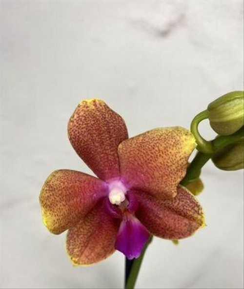 Орхидея фаленопсис бронзовый будда