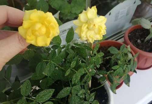 Бенгальская роза