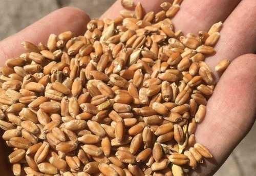 Семена озимой пшеницы Школа