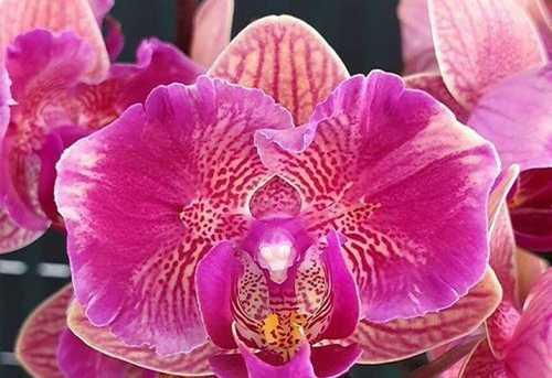 Орхидея Tiannong Golden Vivien '957'