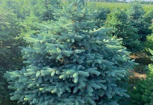 Ель