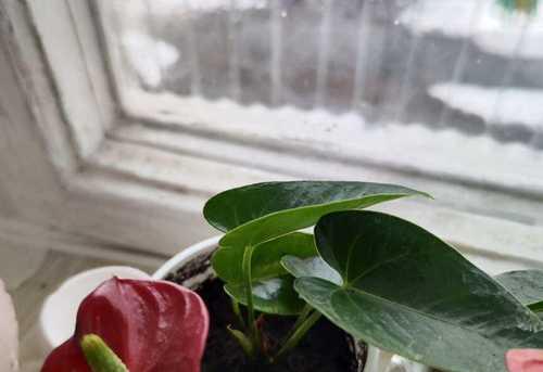 Антуриум цветок/комнатное растение