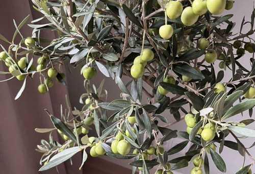 Оливковое дерево с оливками 1 метр