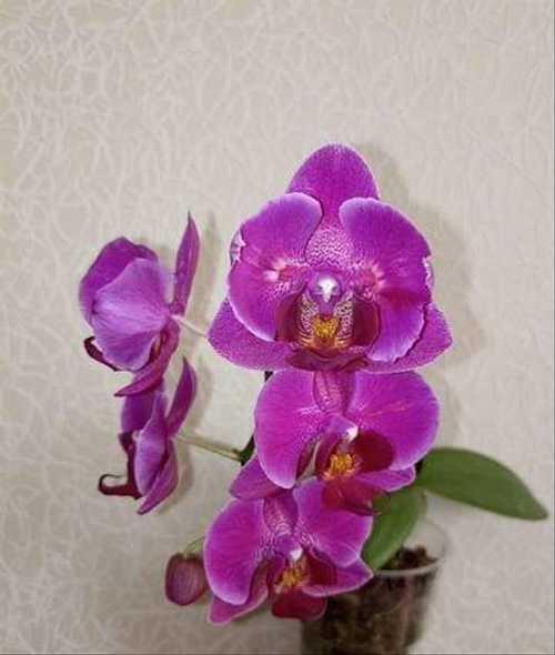 Орхидея фаленопсис stellenbosch