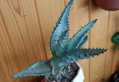 Aloe marlothii (Алоэ)