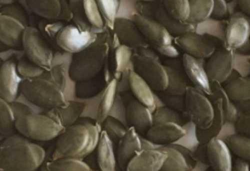 Семена штирийской тыквы (голосеменная)