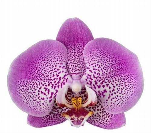 Орхидея фаленопсис Jillion SI3515