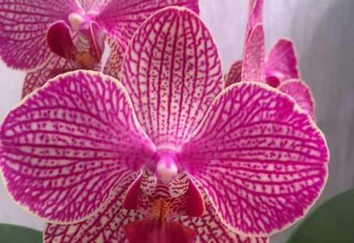 Орхидея фаленопсис Ровелло