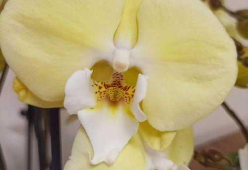 Орхидея фаленопсис биг лип с белой губой желтый