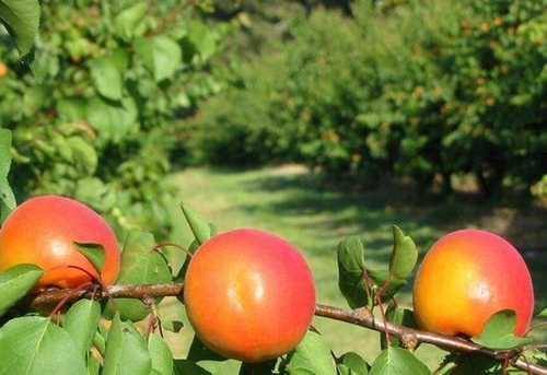 Саженцы абрикос,алычи, груш. яблонь и др и черенки