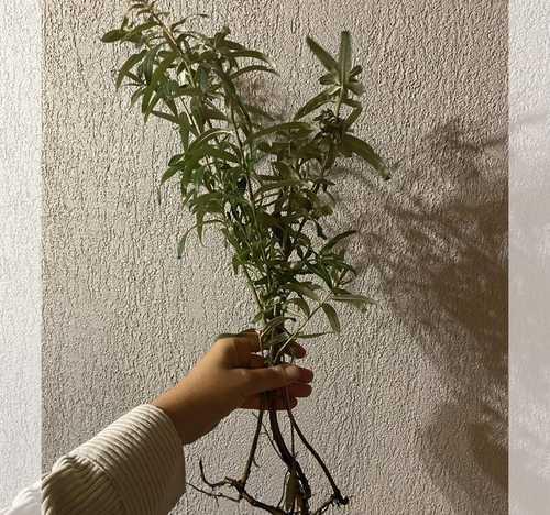 Облепиха саженцы