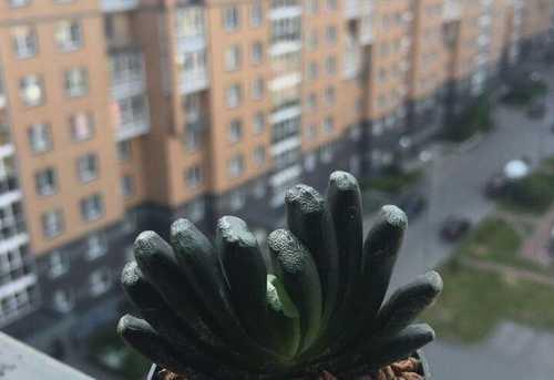 Суккулент Haworthia Truncata