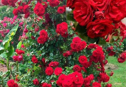 Саженцы розы плетистой Амадеус