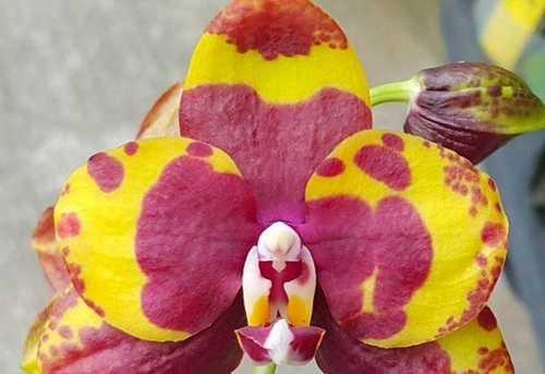 Орхидея Phal. PF 6229