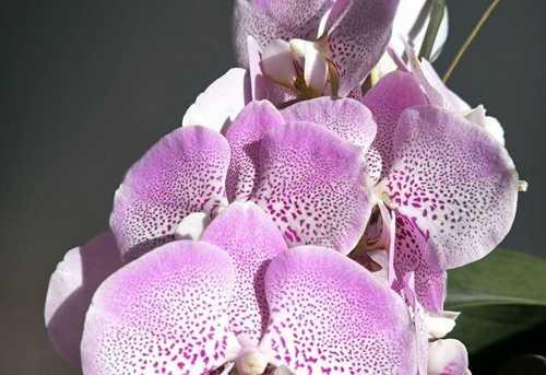 Phalaenopsis Jillion (Джиллиан)