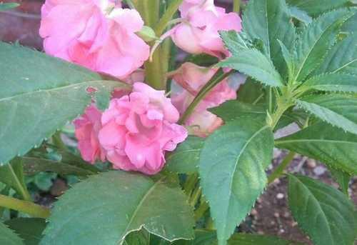 Бальзамин садовый розовый, семена