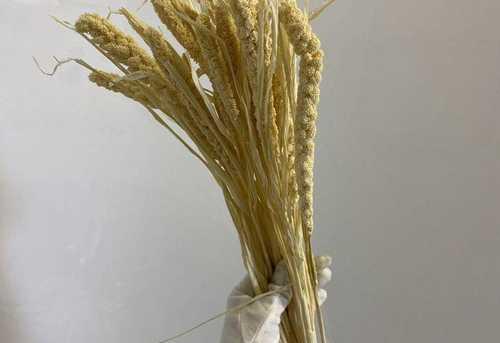 Натуральный сухоцвет Пшеницы Сетарии оптом