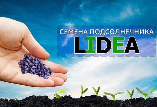 Семена гибрида подсолнечника лидеа Lidea