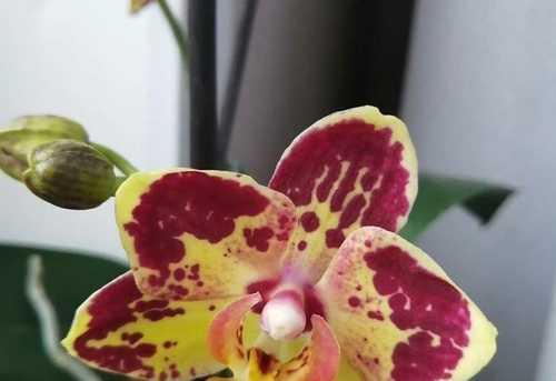 Орхидея Клубничный пирог