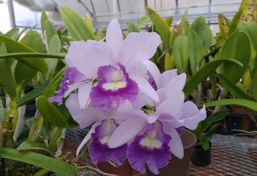 Орхидея каттлея Ctt. Final Blue