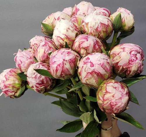 Цветы с доставкой 24/7 пионы