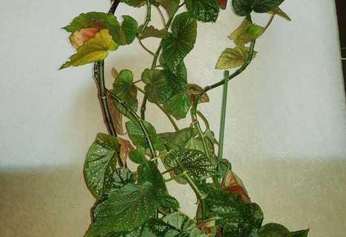 Растение для дома Бегония пятнистая 100 см