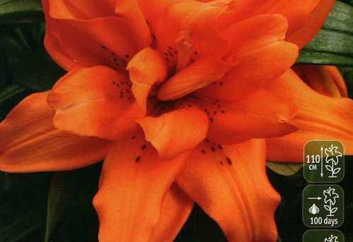 Лилии луковицы азиатская оранж твинс махровая
