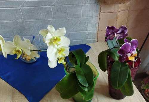 Орхидея Фаленопсис сортовой