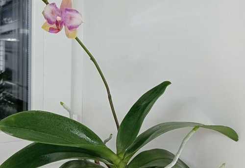 Taisuco jasper орхидея