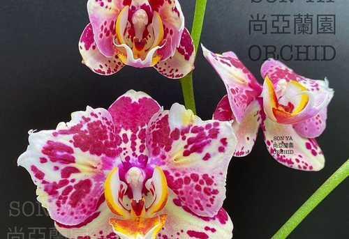 Орхидея фаленопсис бабочка pinif son ya