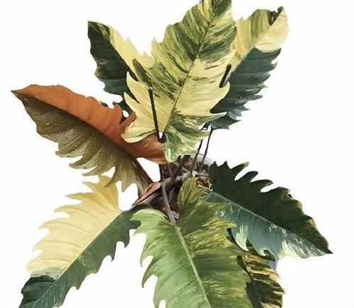 Филодендрон Карамель «Philodendron Caramel»