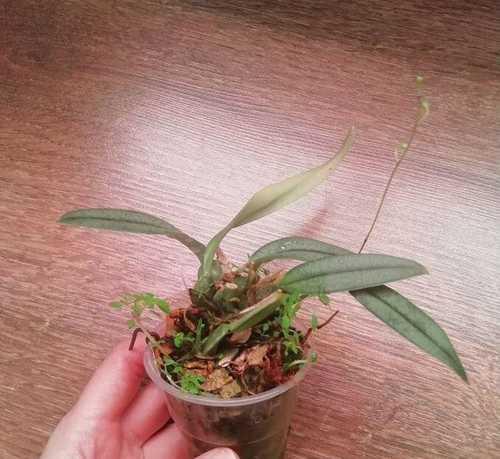 Орхидея Онцидиум Oncidium Hians
