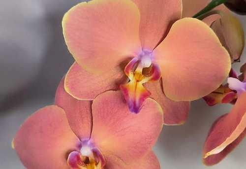 Орхидея фаленопсис Papaya Папайя цветущая