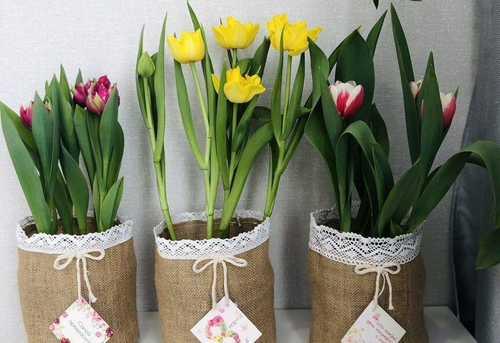 Тюльпаны к 8 марта Горшок с живыми цветами