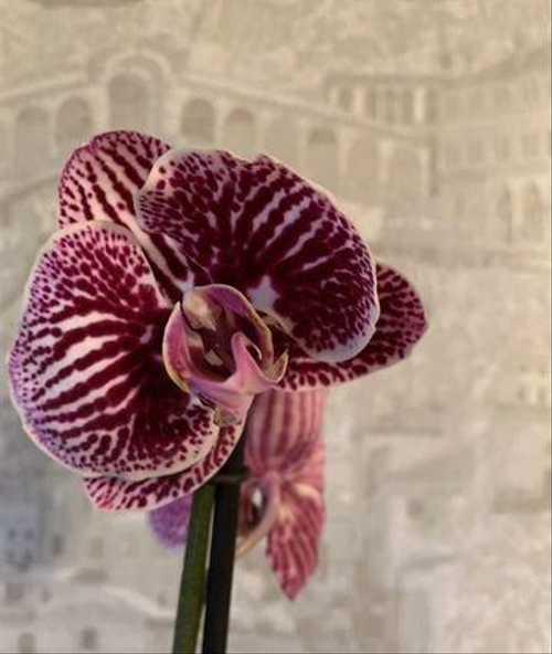 Орхидея фаленопсис Black St