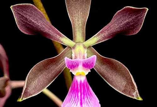 Орхидея энциклия Encyclia standard setter