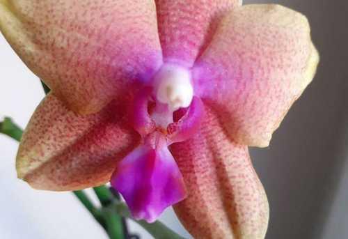 Орхидея бронзовый будда