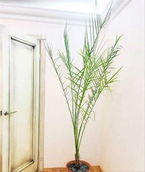 Комнатные растения. Финиковая пальма (2,5 метра)