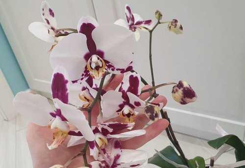 Орхидея фаленопсис 2 растения (Полька дотс)