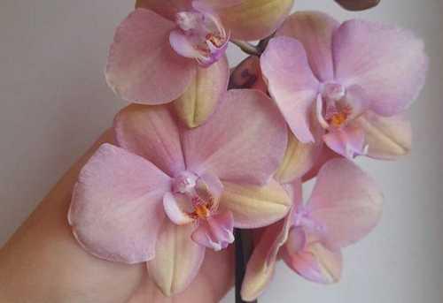 Орхидея фаленопсис сапорита