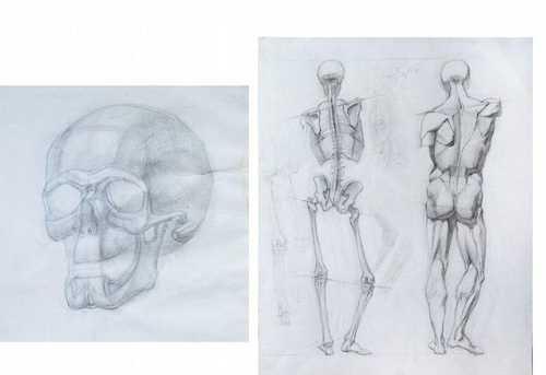 Рисунок карандашом череп, скелет+экорше без рамы